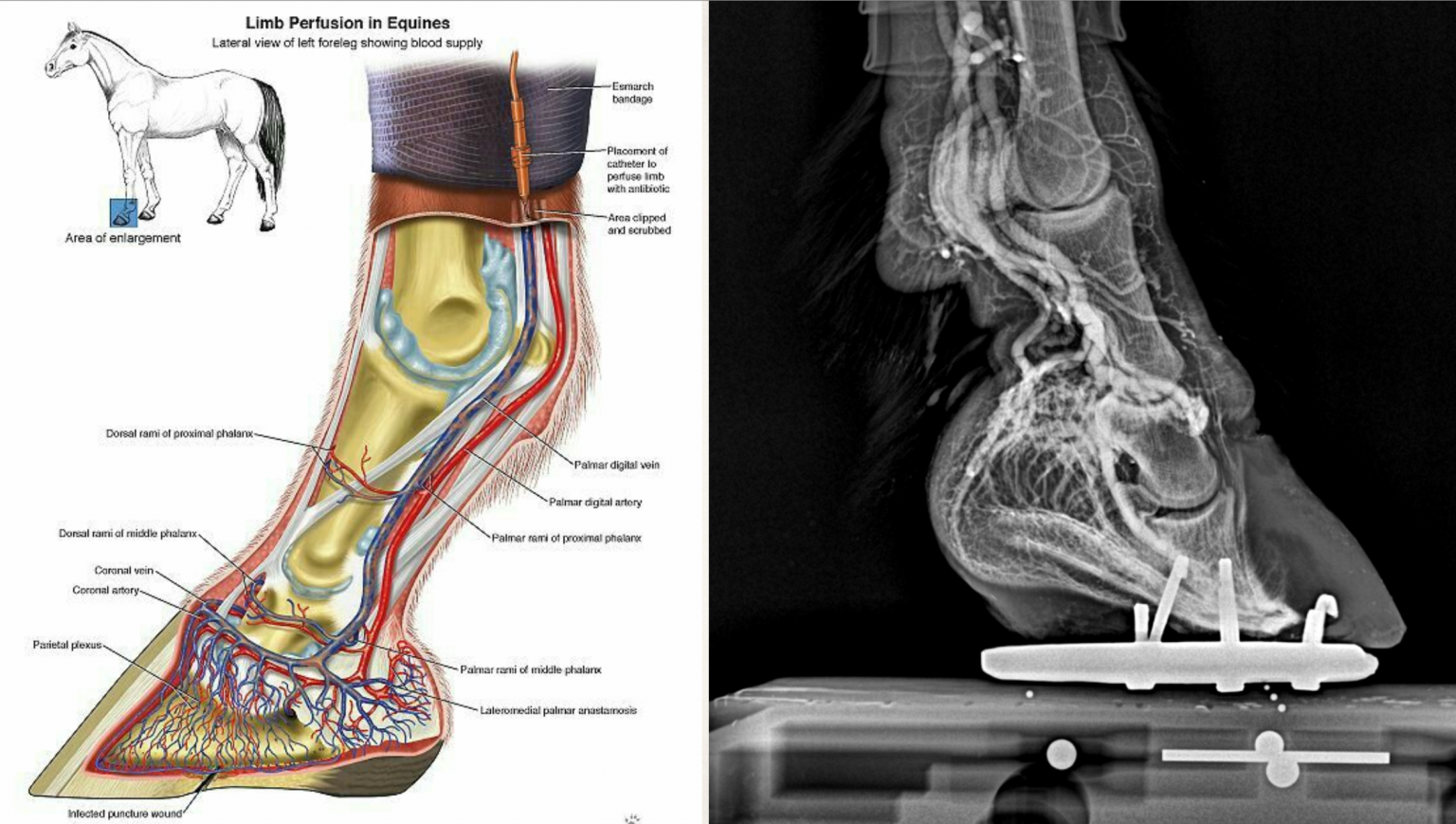 AnimalFeel - Caso Clínico - Laminitis crónica